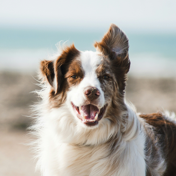 Dog Supplements Manufacturer | Pet Tech Labs